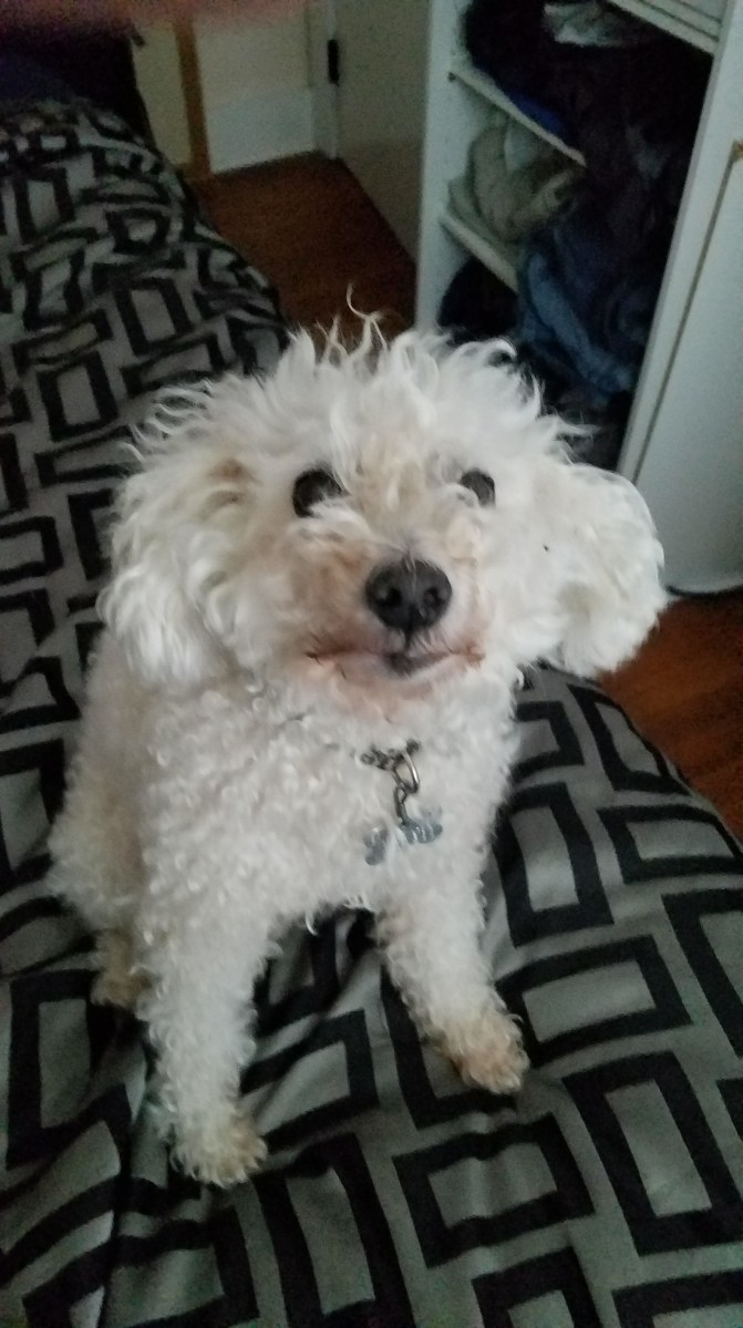 Maddie – The Dee Zone